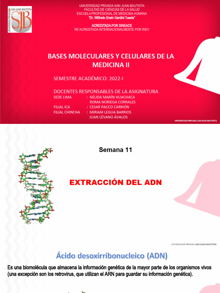 Semana 11 - Práctica | PDF | Adn | Genética