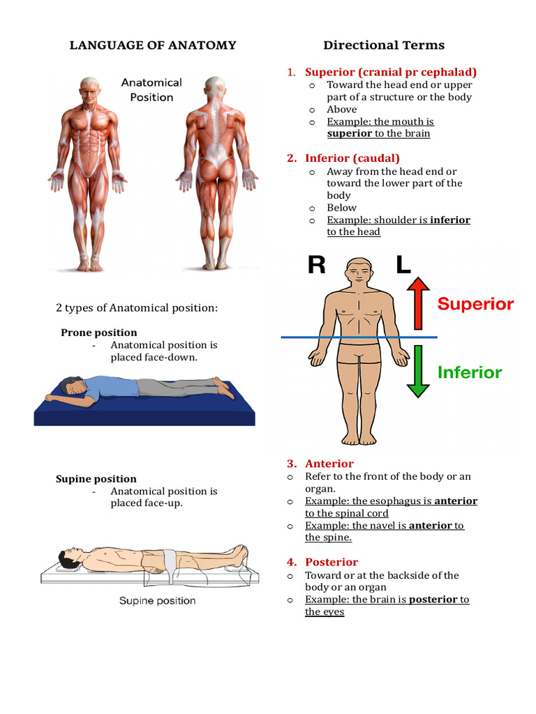 Anaphy | PDF | Anatomical Terms Of Location | Peritoneum