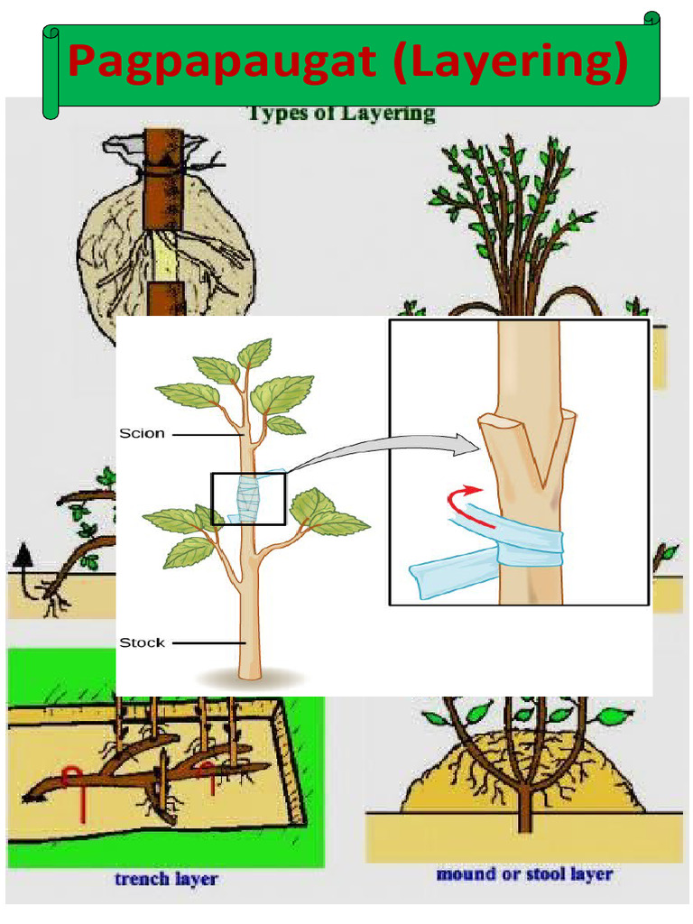 Paraan NG Pagpaparami NG Halaman | PDF