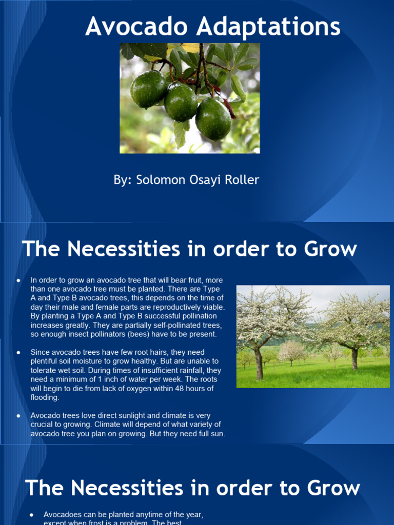 Essential Guide to Avocado Growth | PDF | Trees | Leaf
