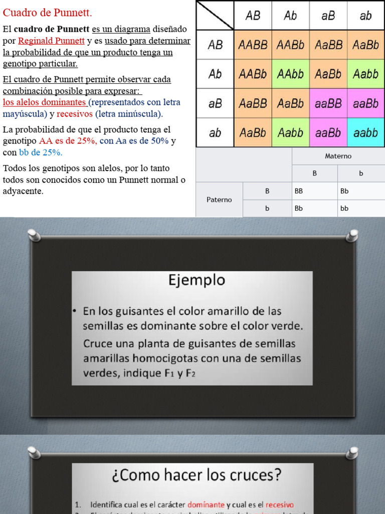 Cuadro de Punnett | PDF