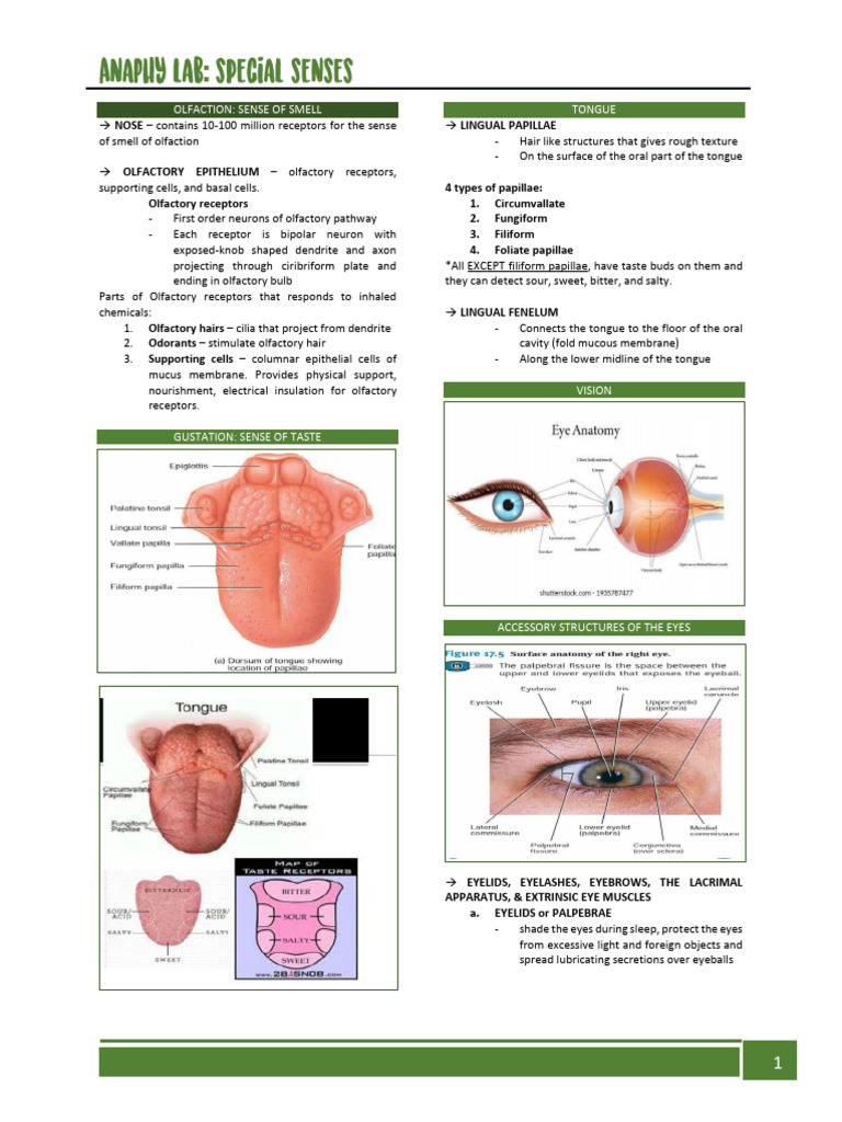 Anaphy Lab Special Senses | Download Free PDF | Ear | Taste