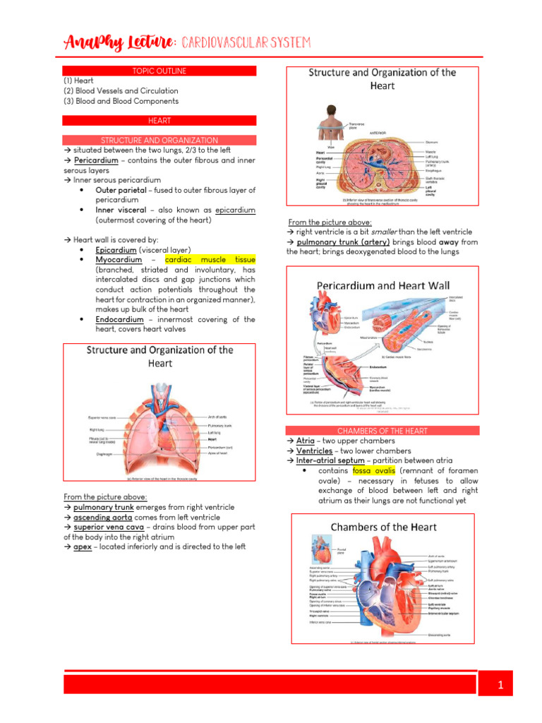 Anaphy Lec Cardio | PDF | Heart Valve | Heart