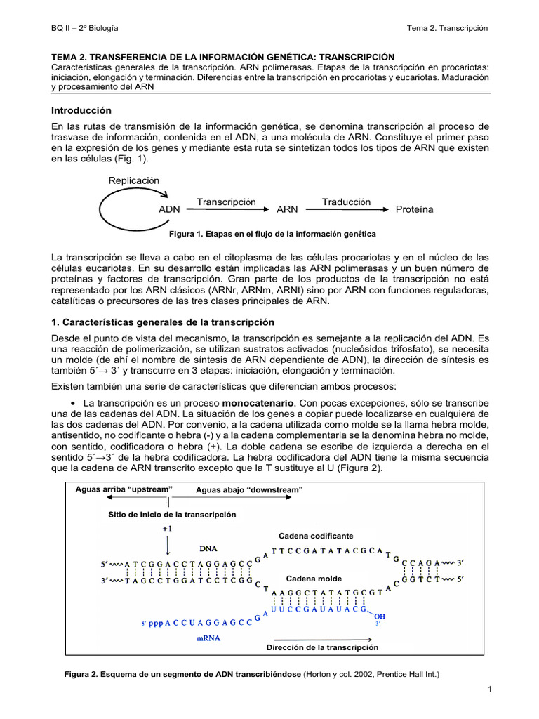 Tema 2 Transcripcion | PDF | Rna | Rna Splicing