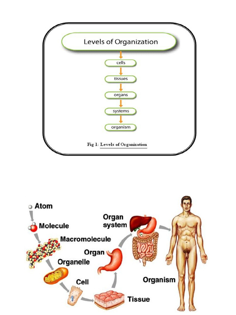 Cells (Compatibility Mode) | PDF | Cell Membrane | Cell (Biology)