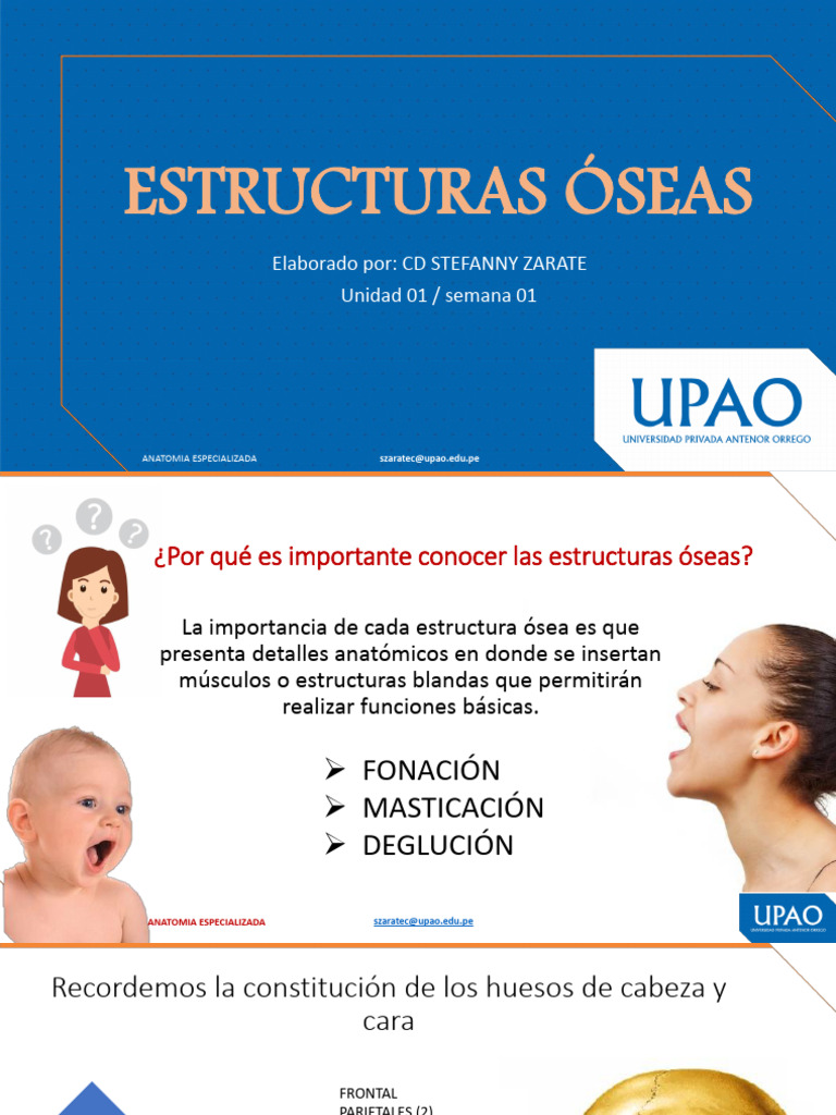 Importancia de las Estructuras Óseas | PDF | Cráneo | Sistema musculoesquelético