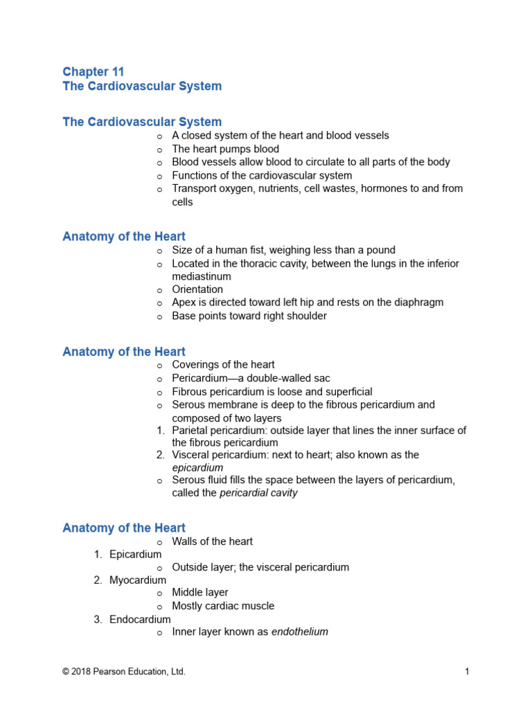 Chapter 11 The Cardiovascular System | PDF | Heart Valve | Heart
