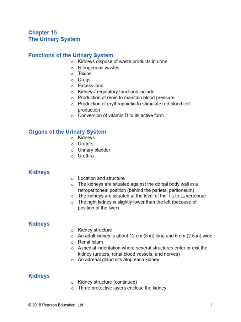 Chapter 15 The Urinary System | PDF | Kidney | Medical Specialties