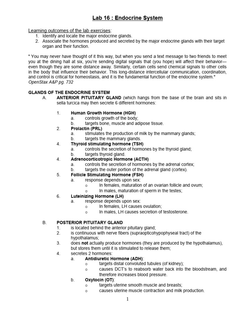 AP1 Lab16 Endocrine System FA2021 | PDF | Adrenal Gland | Endocrine System