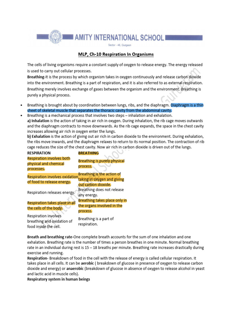 Understanding Respiration in Organisms | PDF | Respiratory System ...