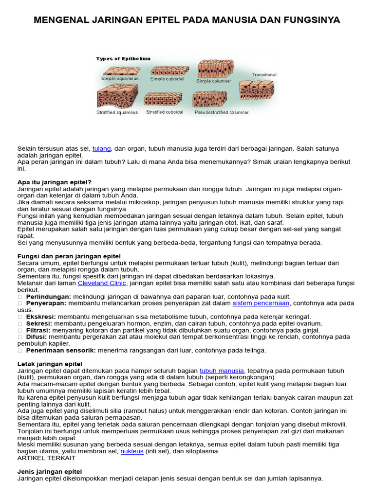 MENGENAL JARINGAN EPITEL PADA MANUSIA DAN FUNGSINYA | PDF