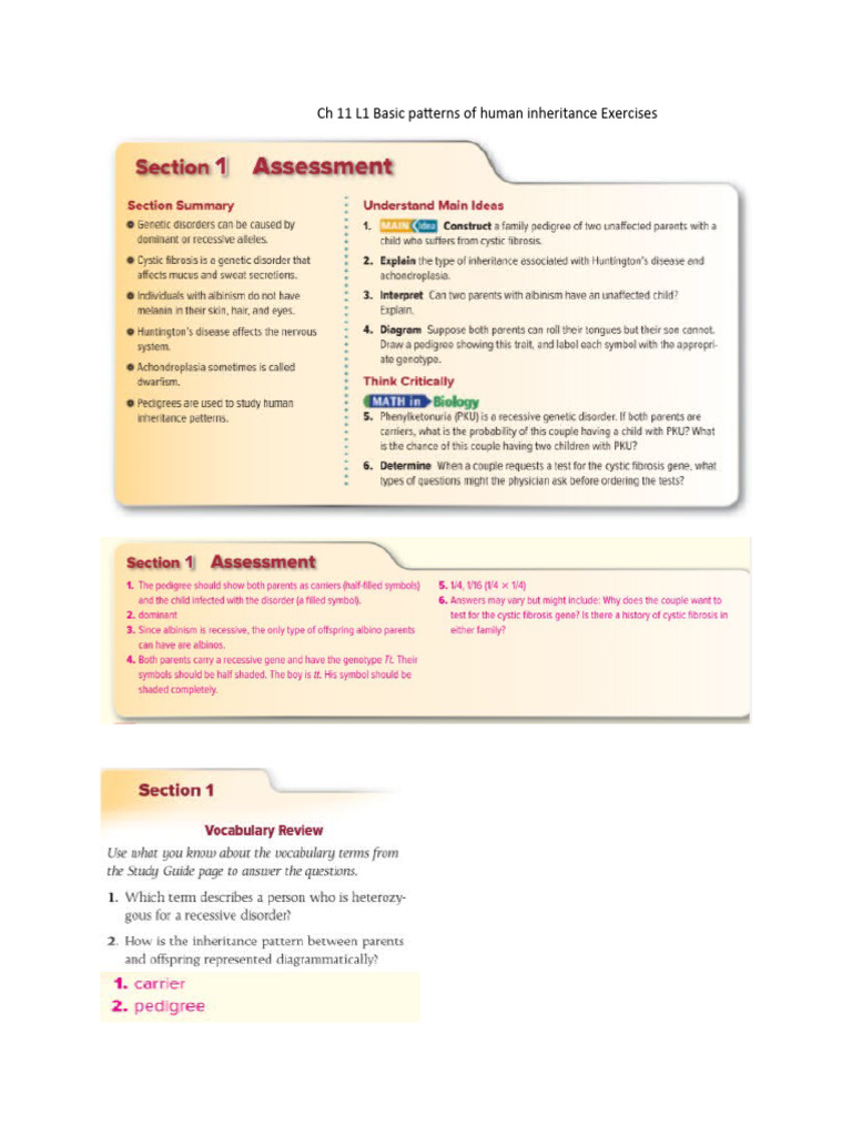 CH 11 L1 Basic Patterns of Human Inheritance Exercises | PDF