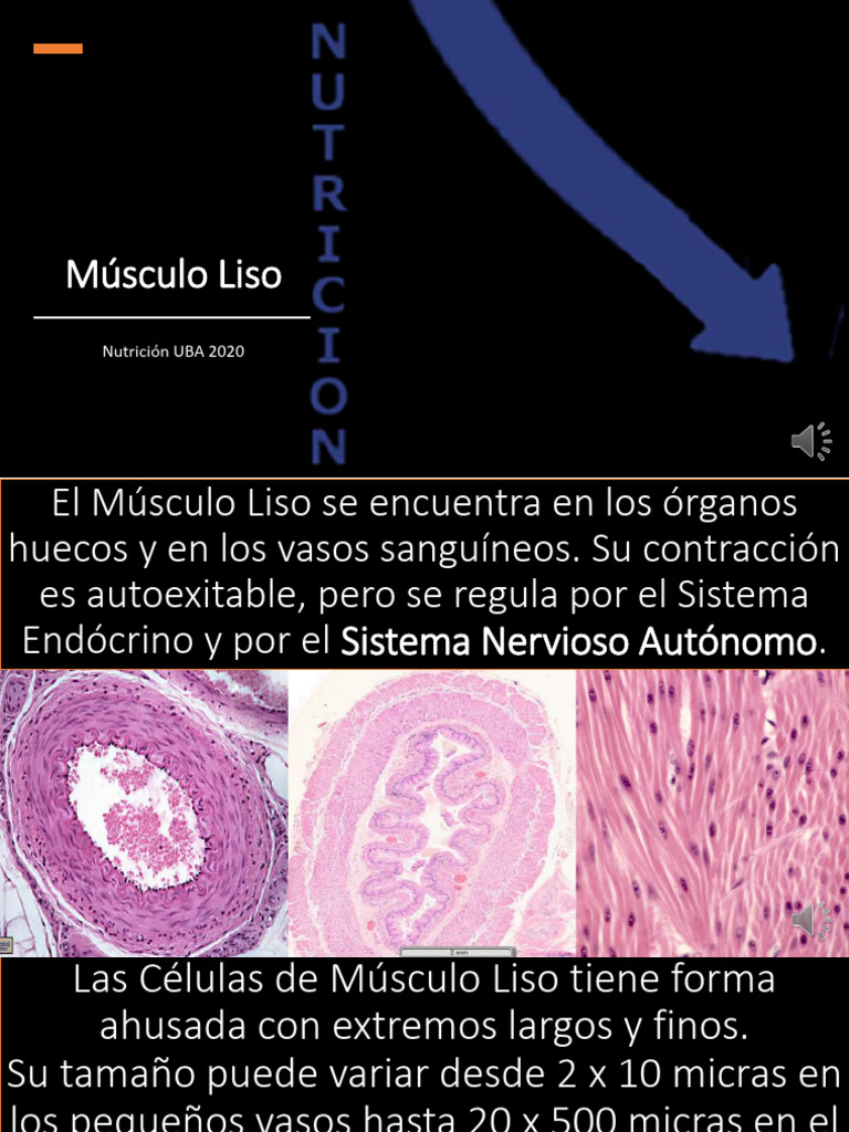 Músculo Liso PDF | PDF | Músculo esquelético | Contracción muscular