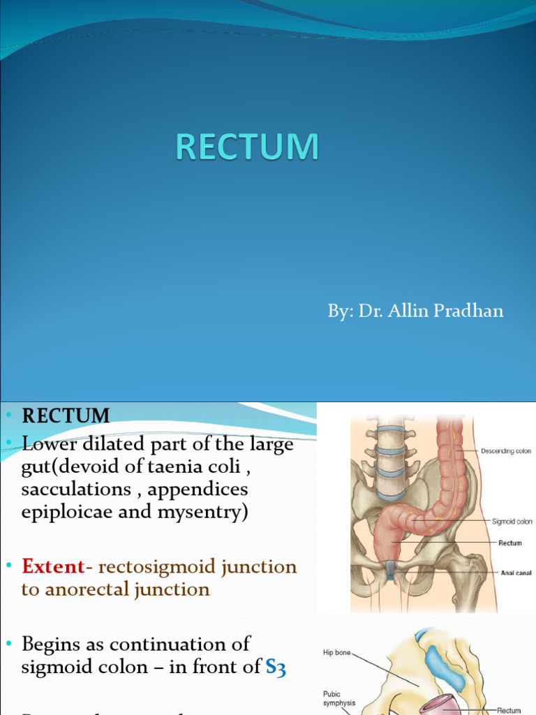 Rectum and Anal Canal | PDF | Rectum | Vein