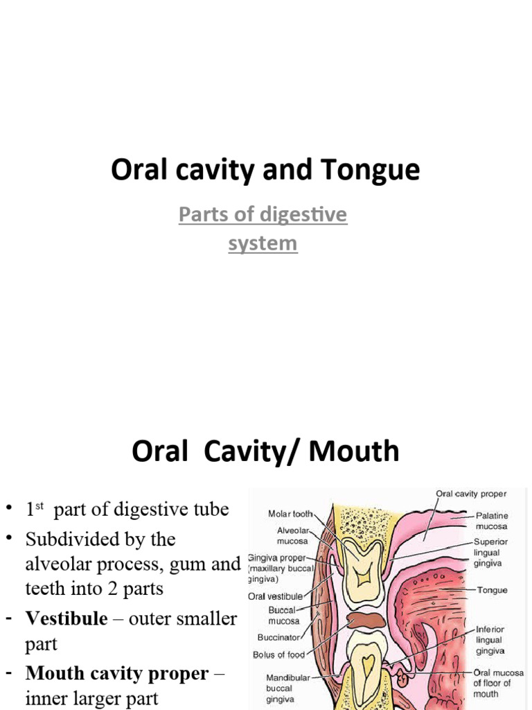 Oral Cavity and Tongue | PDF | Tongue | Tooth