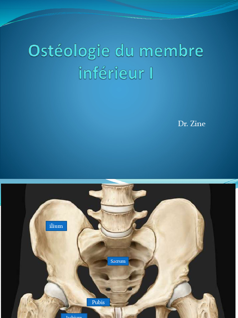 Ostéologie Du MBR Inf I | PDF | Appareil locomoteur | Système squelettique