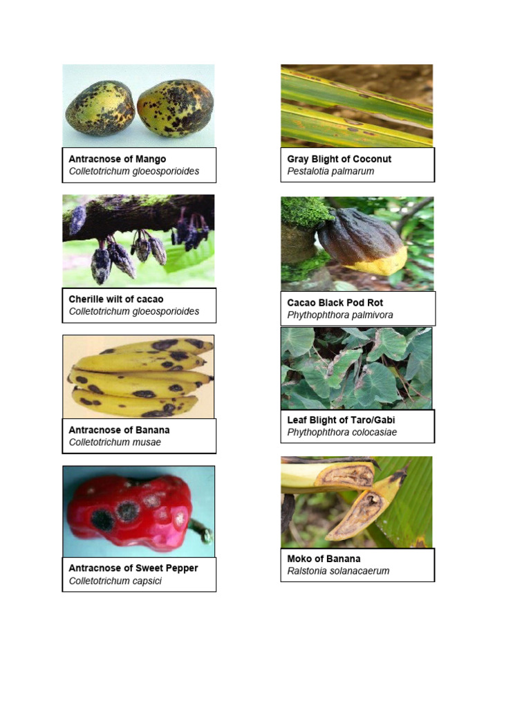 Common Plant Diseases Overview | PDF