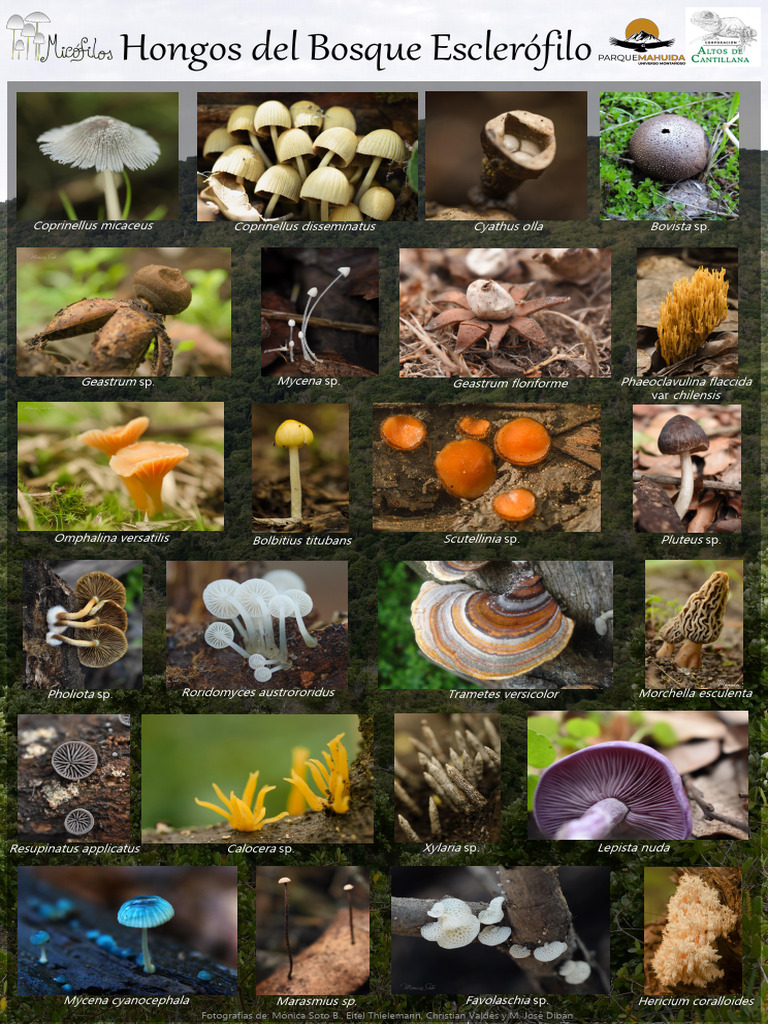 Poster_Hongos_del_Bosque_Esclerófilo | PDF