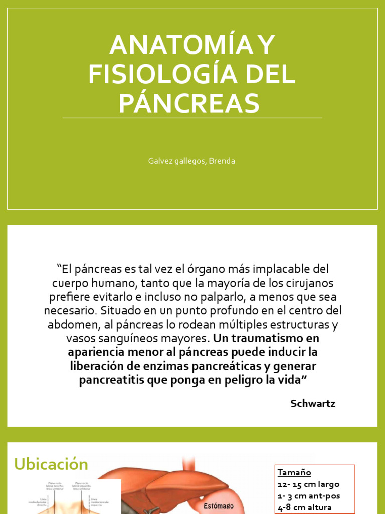 Anatomía y Fisiología del Páncreas | PDF