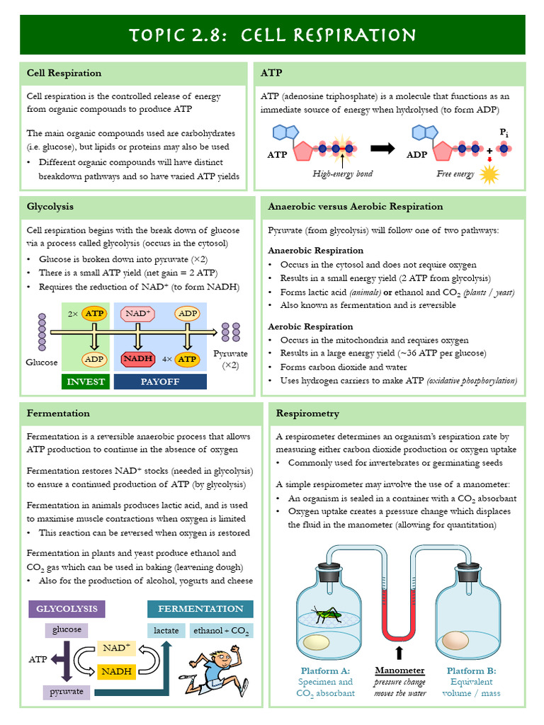 2.8 Cell Respiration | PDF | Cellular Respiration | Adenosine Triphosphate