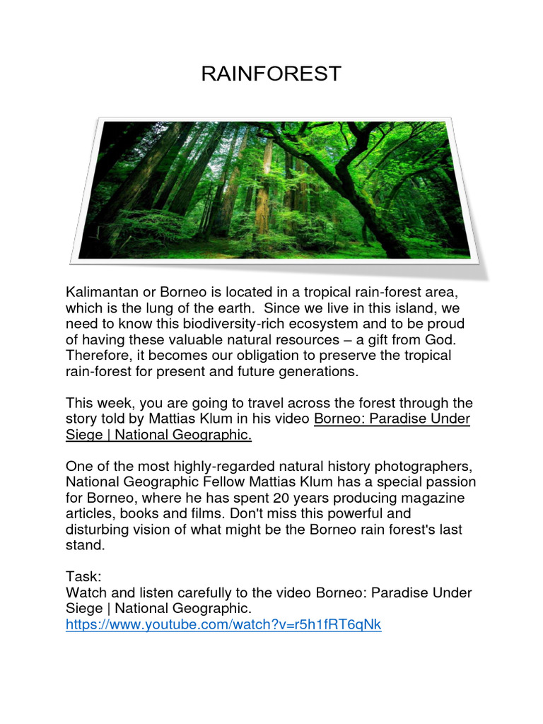 Rain Forest | PDF
