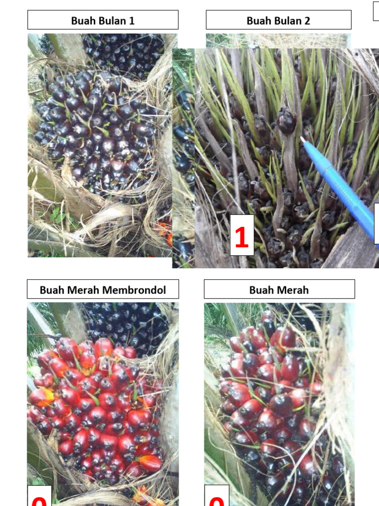 Buah Kriteria Sensus BBC | PDF