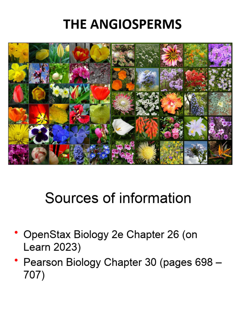 Angiosperms and Their Lifecycle | PDF | Flowers | Fertilisation
