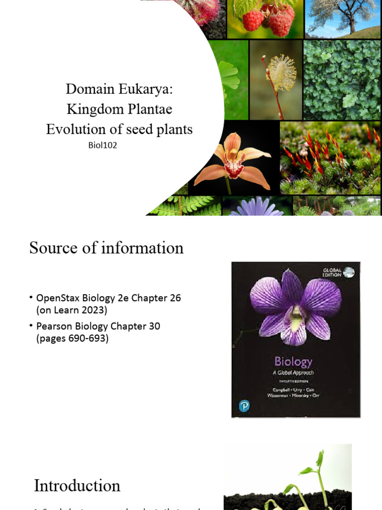 Evolution of Seed Plants | PDF | Seed | Spore