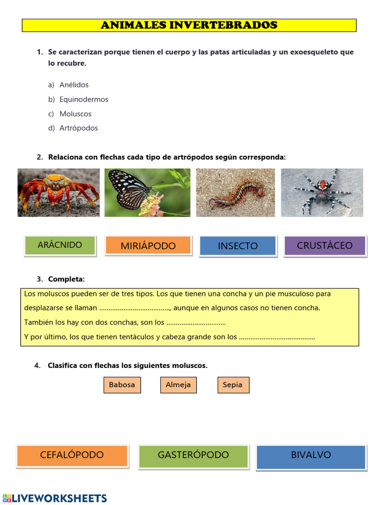 Clasificación de Animales Invertebrados | PDF