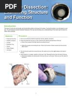 Cow Eye Dissection Lab Report | PDF | Eye | Human Eye