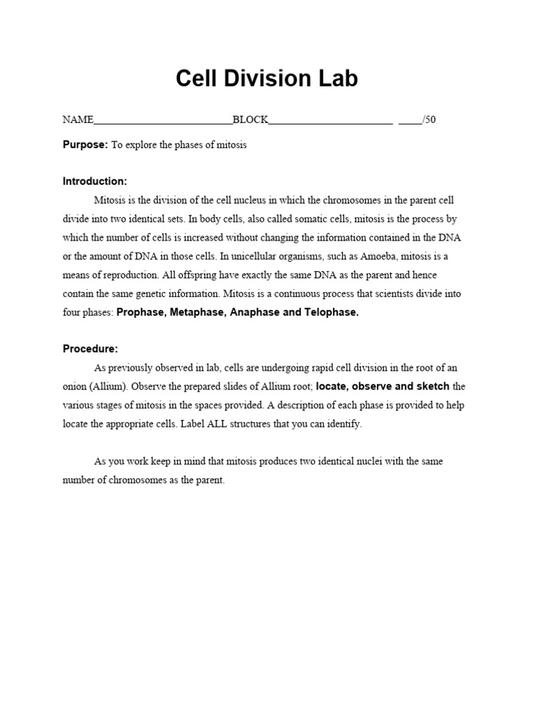 LAB Cell Division Lab - Word | PDF | Mitosis | Cell Cycle