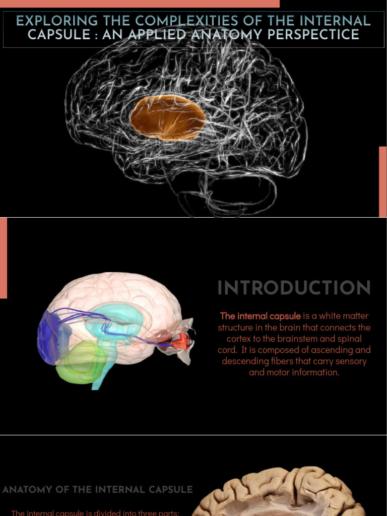 Internal Capsule of Brain | PDF | Mental Disorder | Frontal Lobe