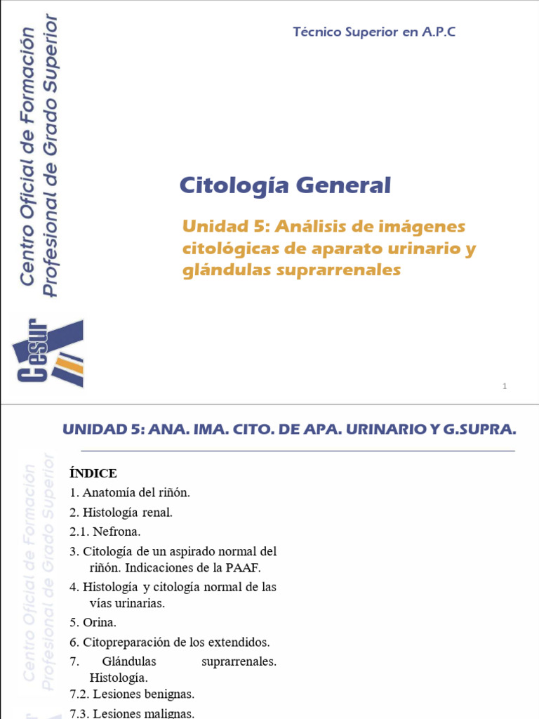 ud 5 citología general | PDF | Riñón | Sistema urinario