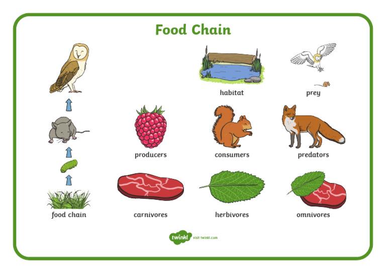 T2 S 008 Food Chain Word Mat With Images | PDF