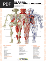 Músculos Del Torso | PDF | Sistema musculoesquelético | Anatomía humana