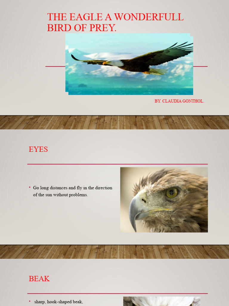 The Eagle A Wonderfull Bird of Prey | PDF