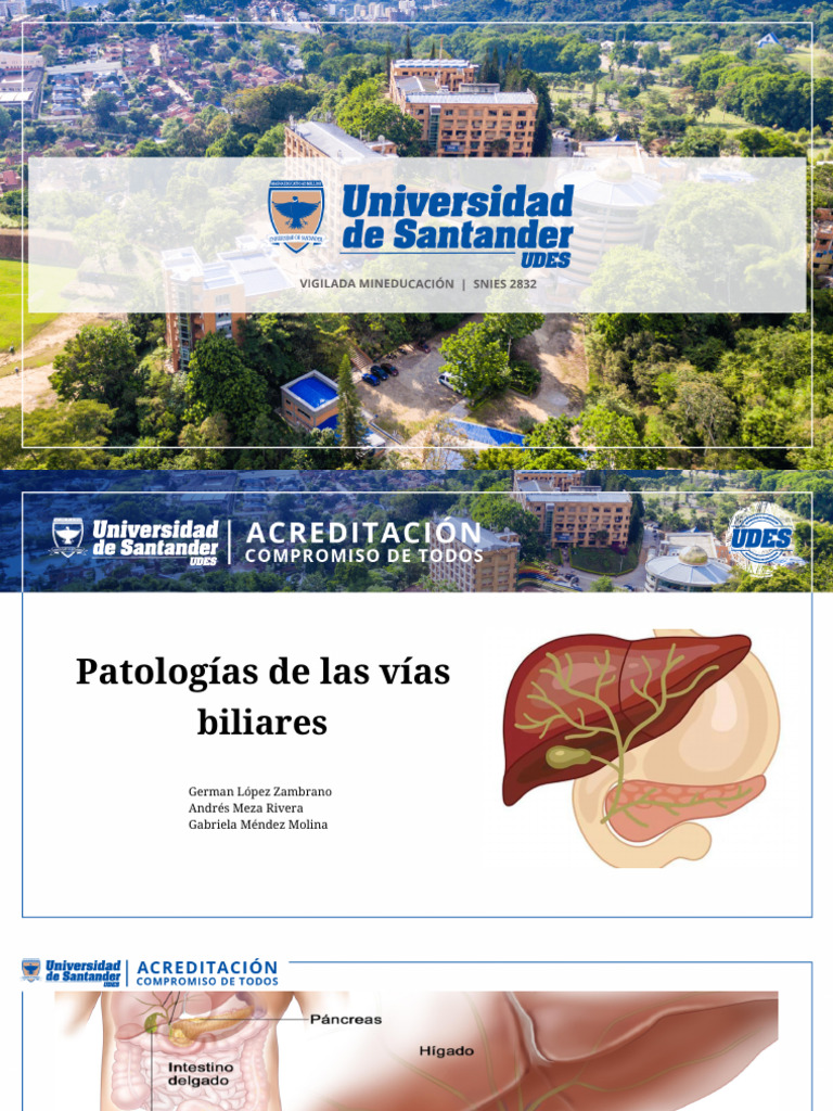 Vía Biliar 2 | PDF | Bilis | Vesícula biliar