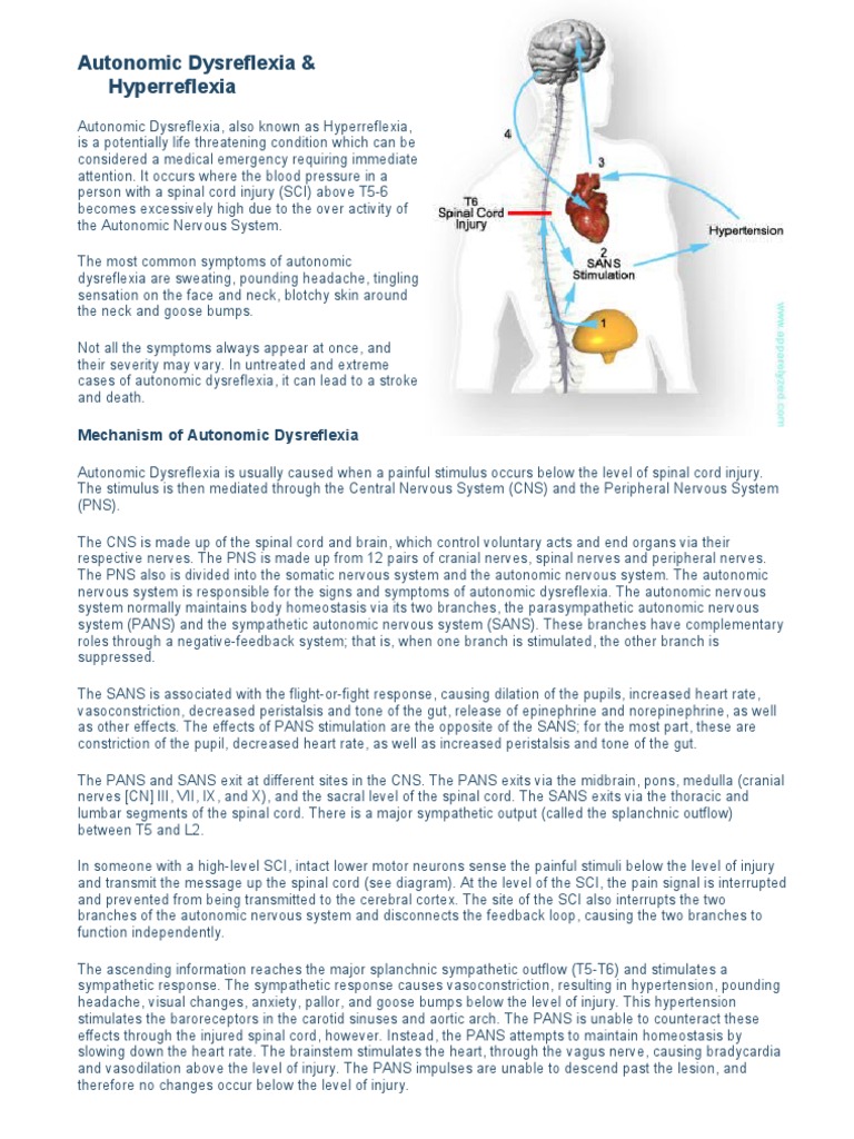 Autonomic Dysreflexia | Download Free PDF | Autonomic Nervous System ...