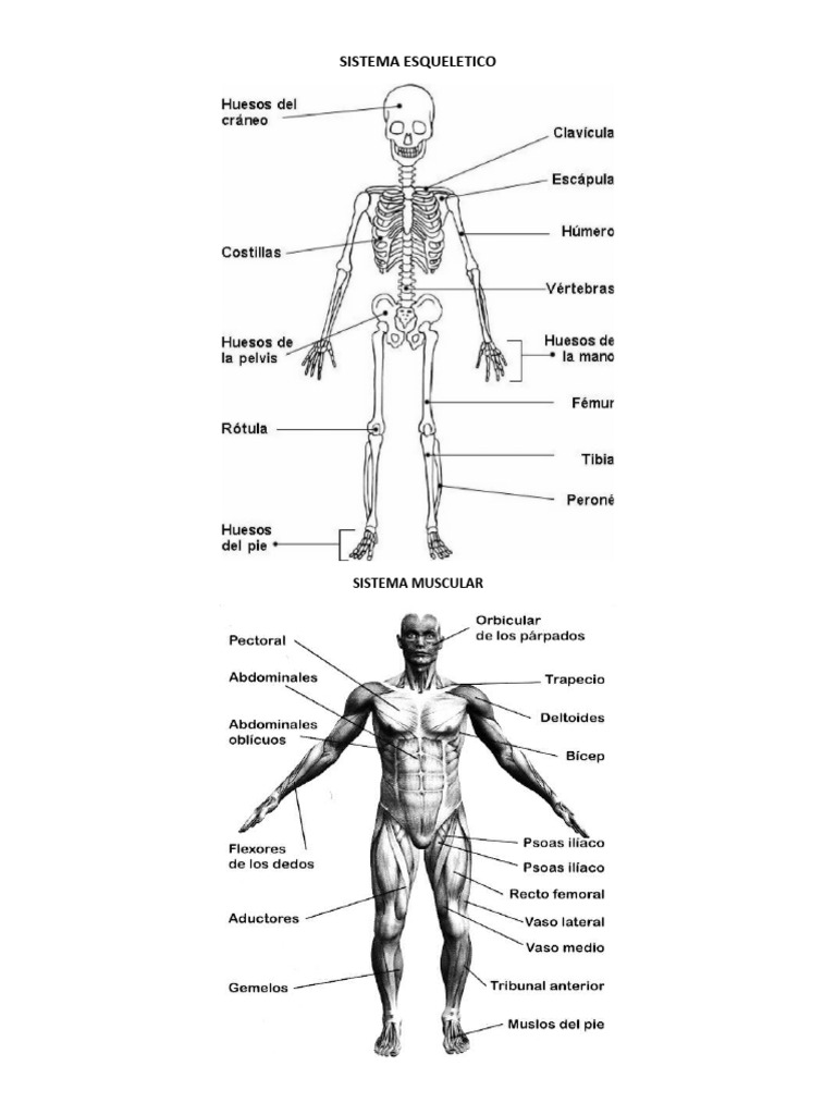 Sistema Esqueletico y Muscular | PDF