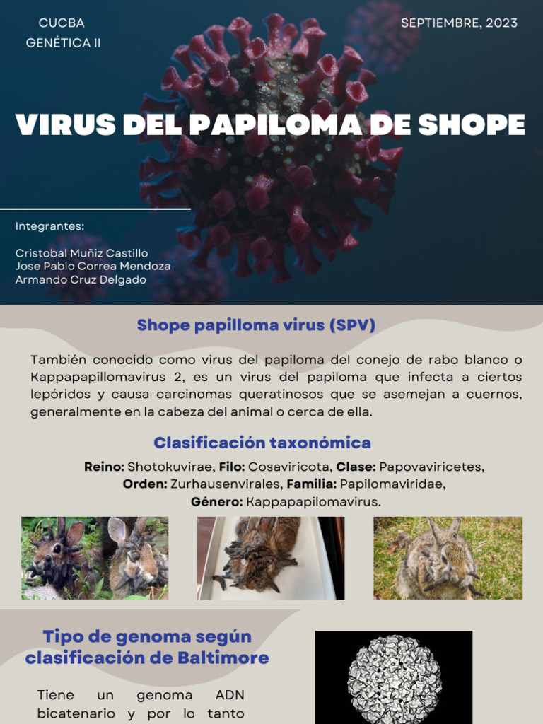 Virus del Papiloma de Shope: Taxonomía y Ciclo | PDF | Estudios de ...