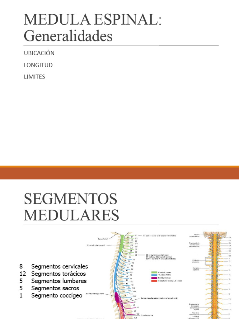 Estructura y Función de la Médula Espinal | PDF | Ciencias sociales ...