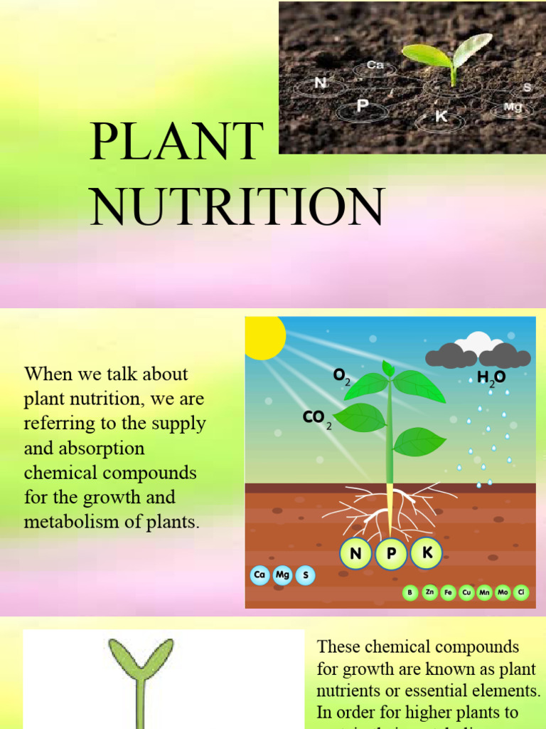 Plant Nutrition | PDF Plant Nutrition | PDF