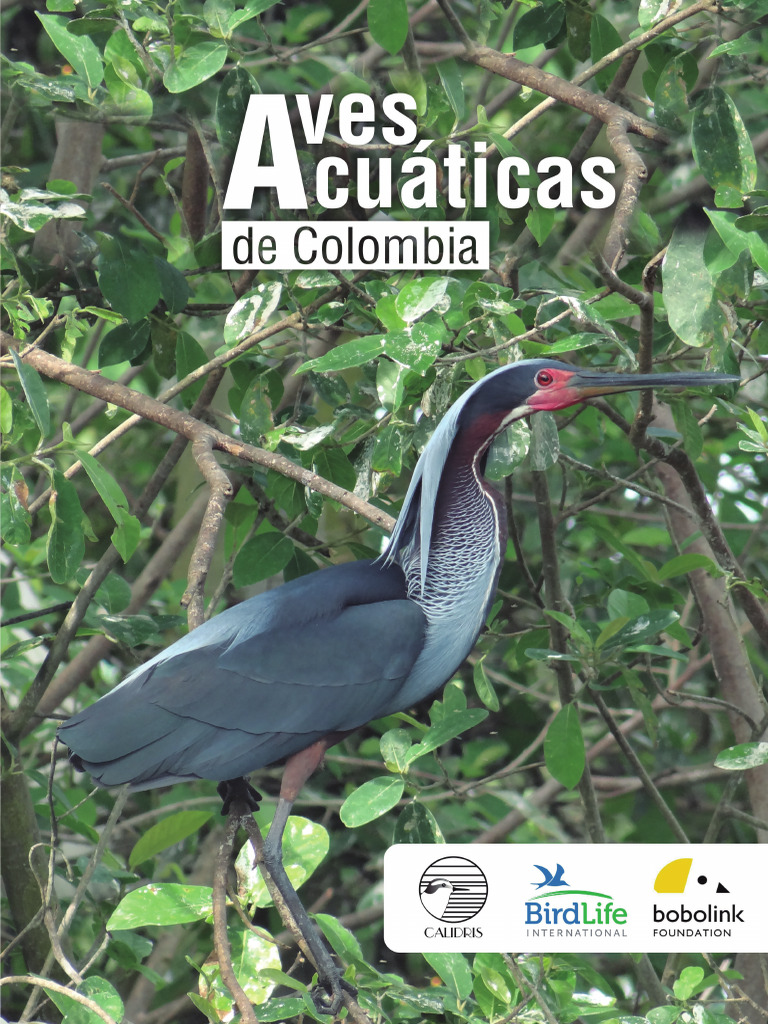 Aves Acuaticas Colombia | PDF | Humedal | Aves