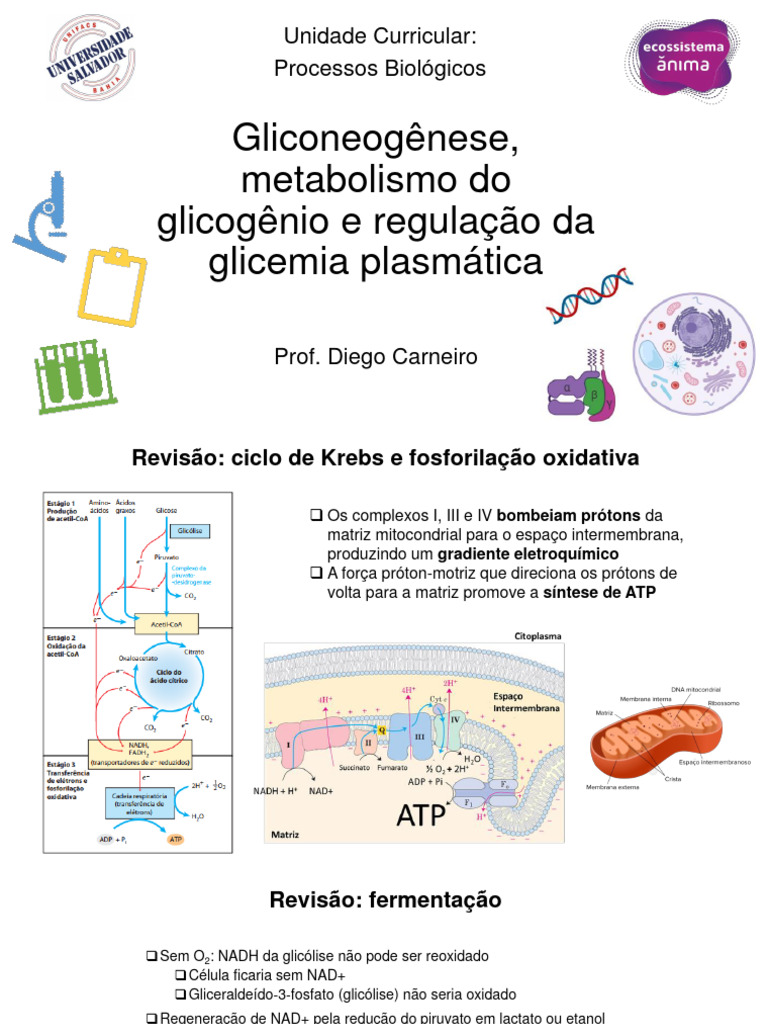 Gliconeogênese, Metabolismo Do Glicogênio e Regulação Da Glicemia ...