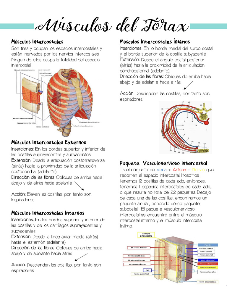 Músculos Intercostales LAB ANATOMÍA 1 | PDF