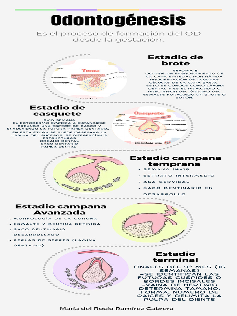 Línea Del Tiempo Odontogénesis | PDF | Anatomía | Especialidades Medicas