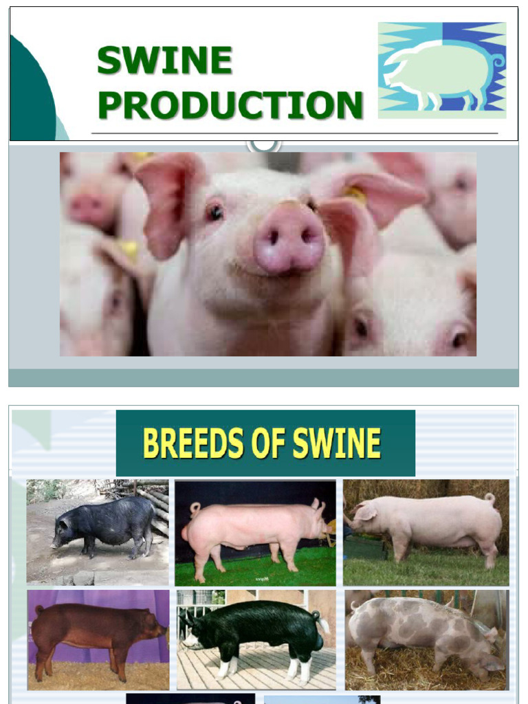 Swine Production PPT-2 | PDF | Pig | Public Health