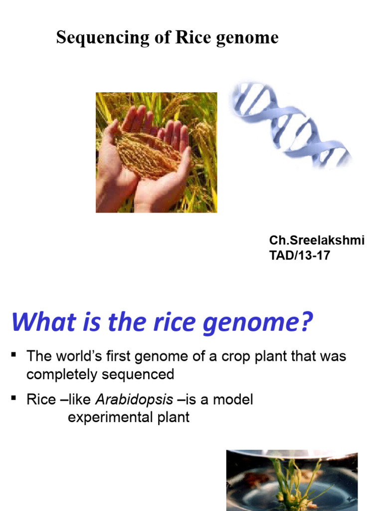 Rice Genome | PDF | Dna Sequencing | Genome