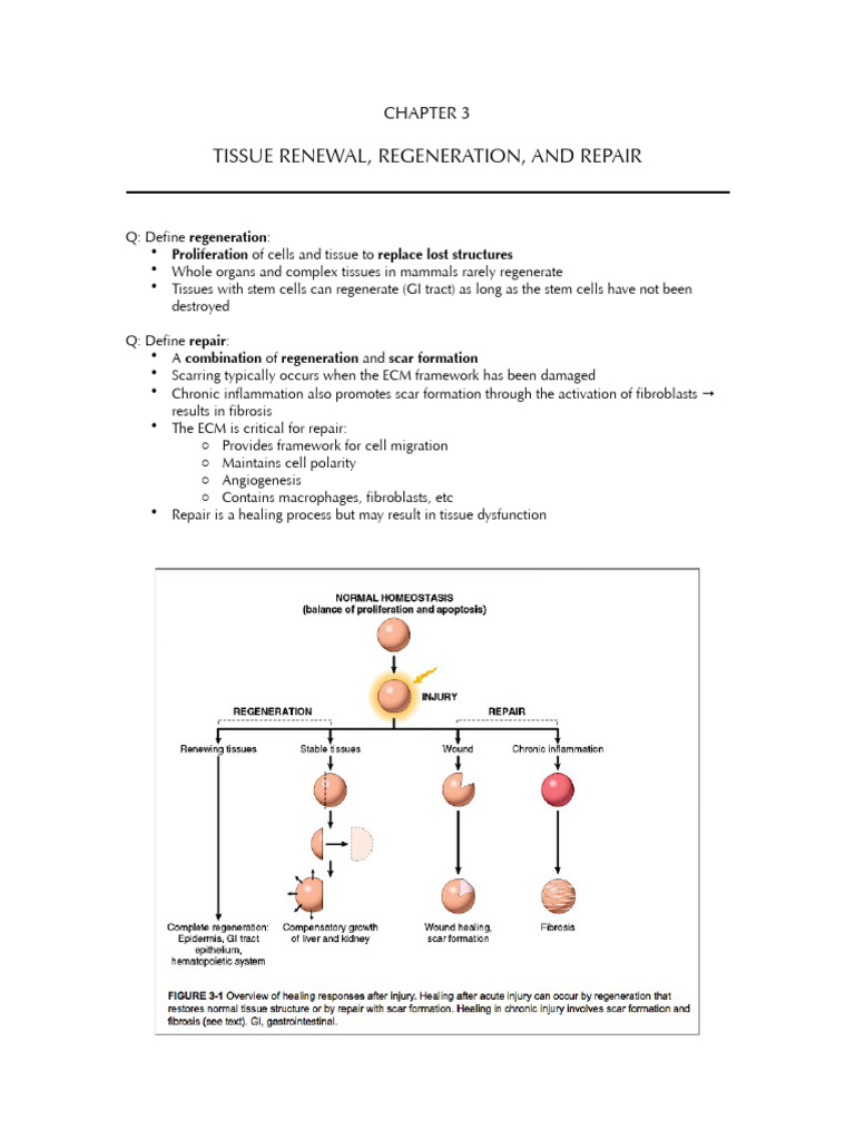 Chapter 3 - Tissue Renewal, Regeneration, and Repair | PDF | Wound ...