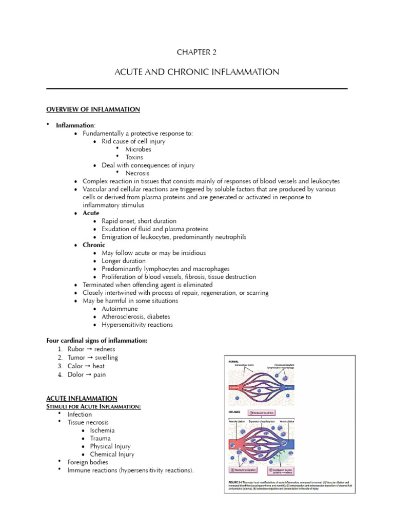 Chapter 2 - Acute and Chronic Inflammation | PDF | Inflammation | Macrophage